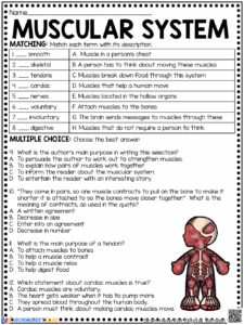 Muscular System Reading Comprehension Worksheets - Reading ...