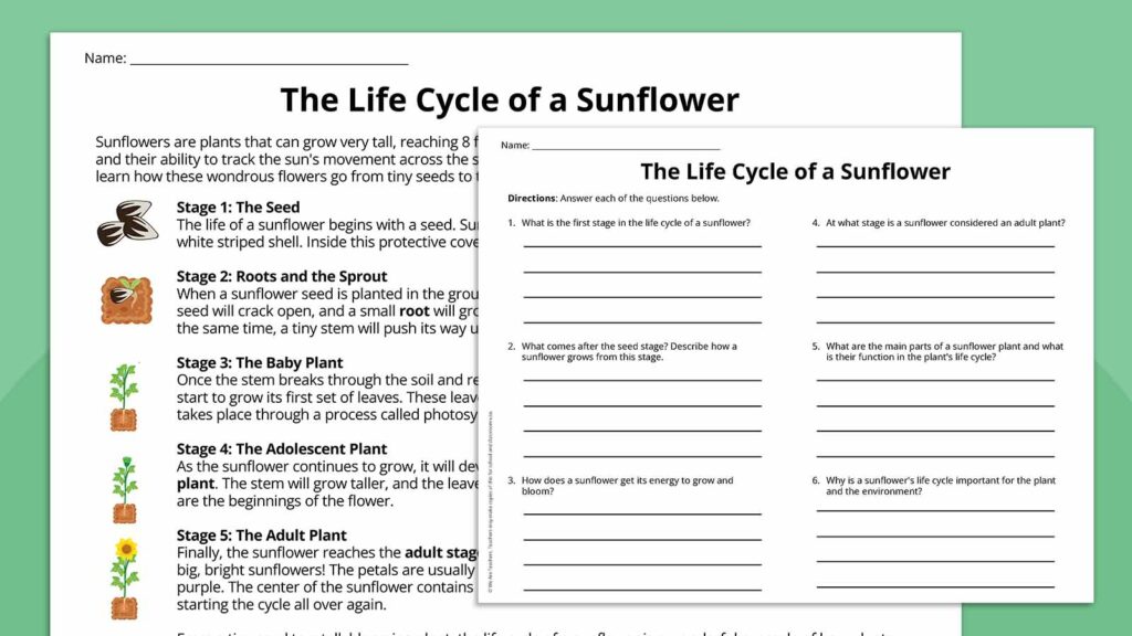 Plant Life Cycle Reading Comprehension Worksheet - Reading ...