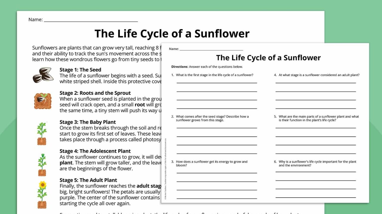 Plant Life Cycle Reading Comprehension Worksheet - Reading ...
