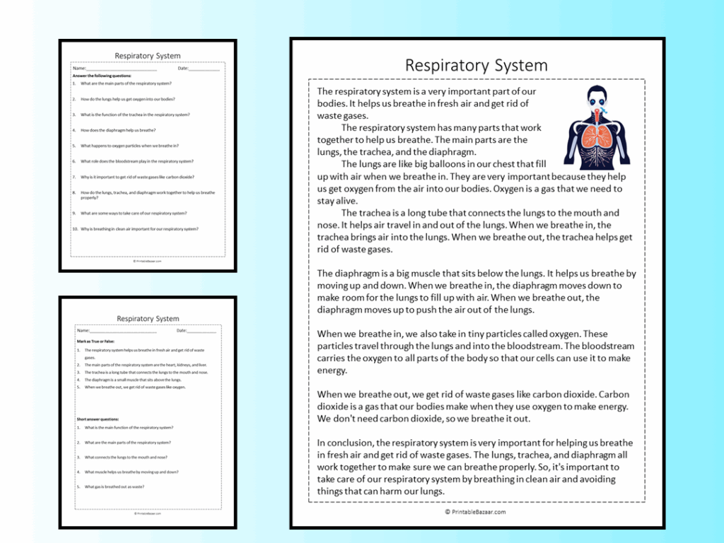 Respiratory System Reading Comprehension Worksheet - Reading ...